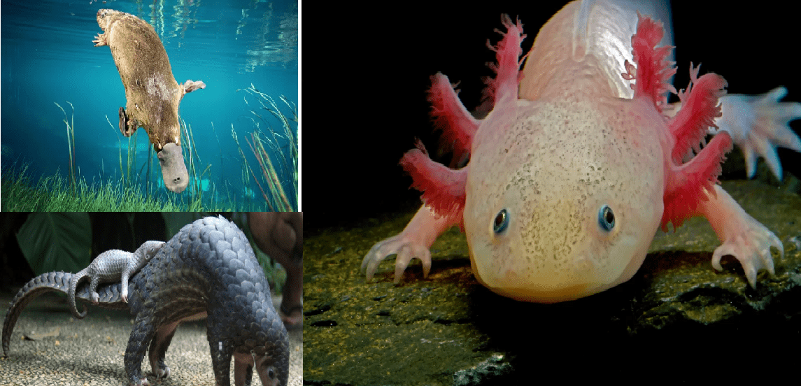 The 5 Most Strange Animals That Interest Scientists - Nogoom Masrya