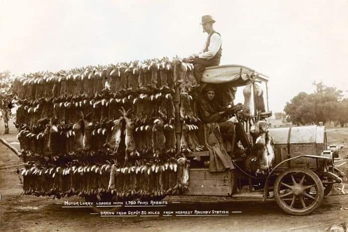 The Great Rabbits Catastrophe Of 1859 In Australia - Nogoom Masrya